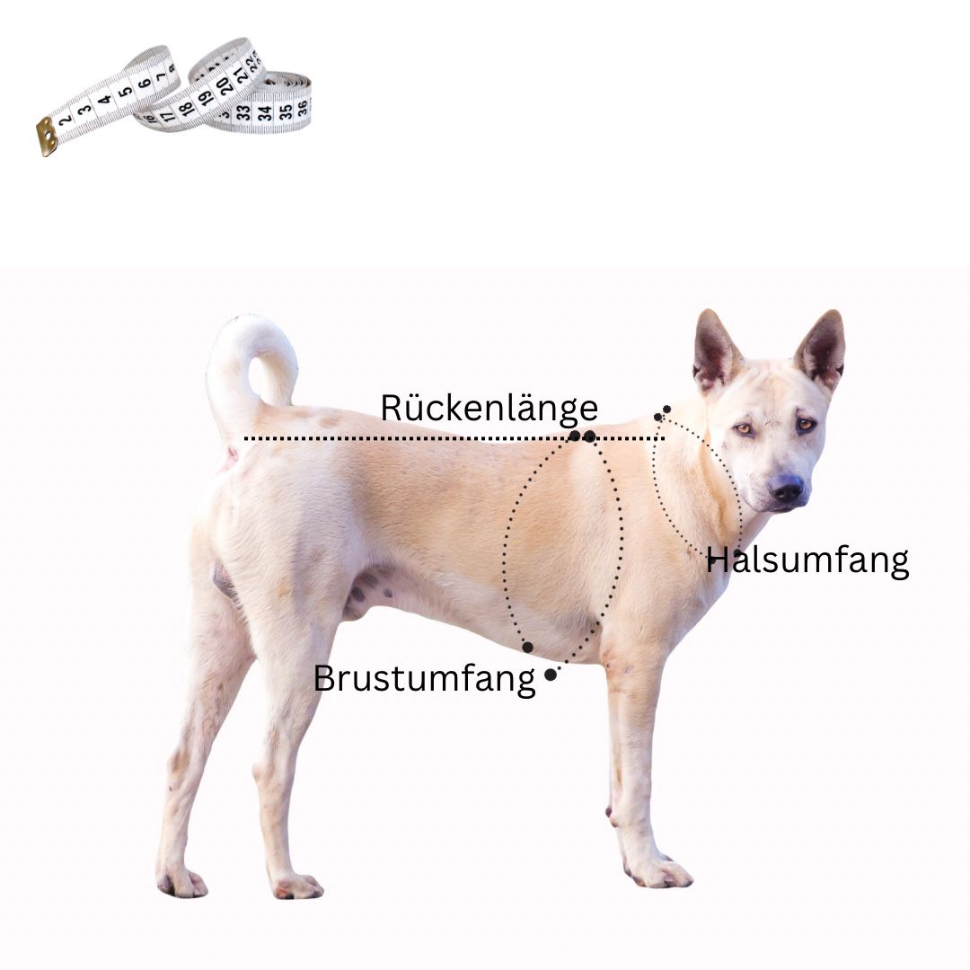 Hund vermessen: Anleitung für die perfekte Größe